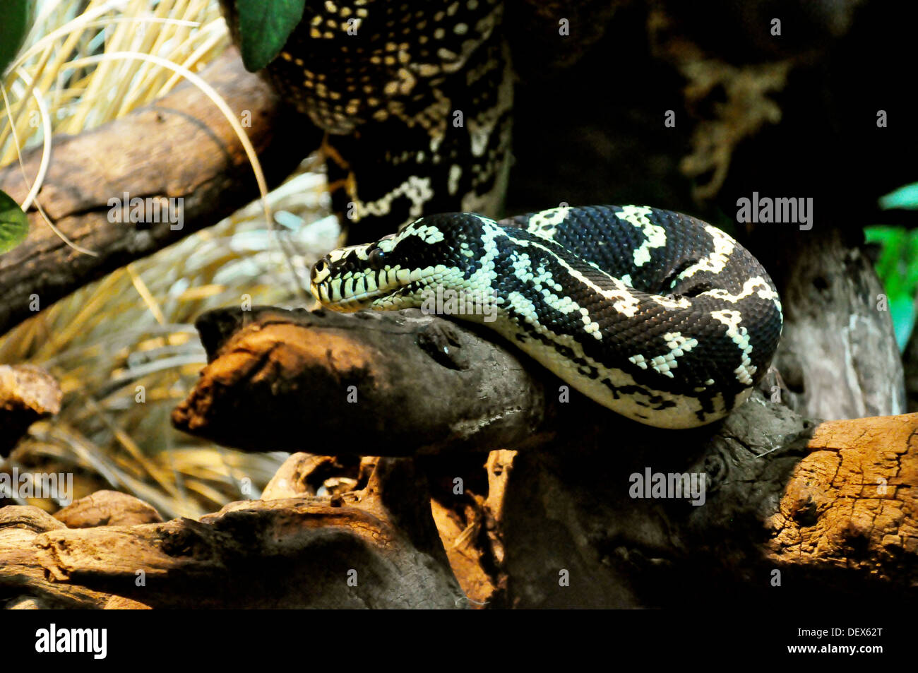 Snake in tree Stock Photo - Alamy