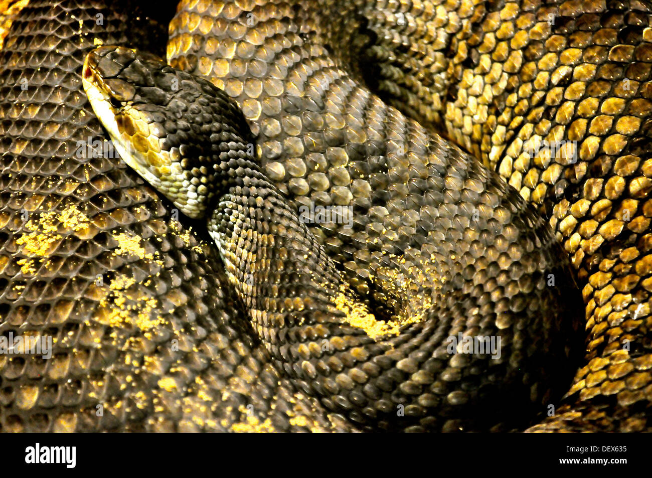 Curl snake hi-res stock photography and images - Alamy