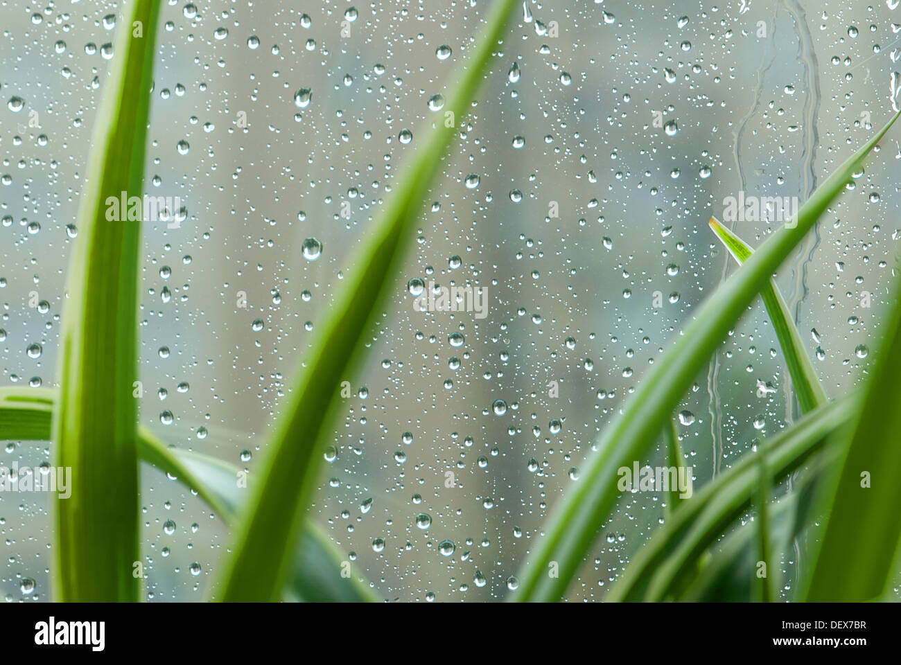 Window with leaves hi-res stock photography and images - Alamy