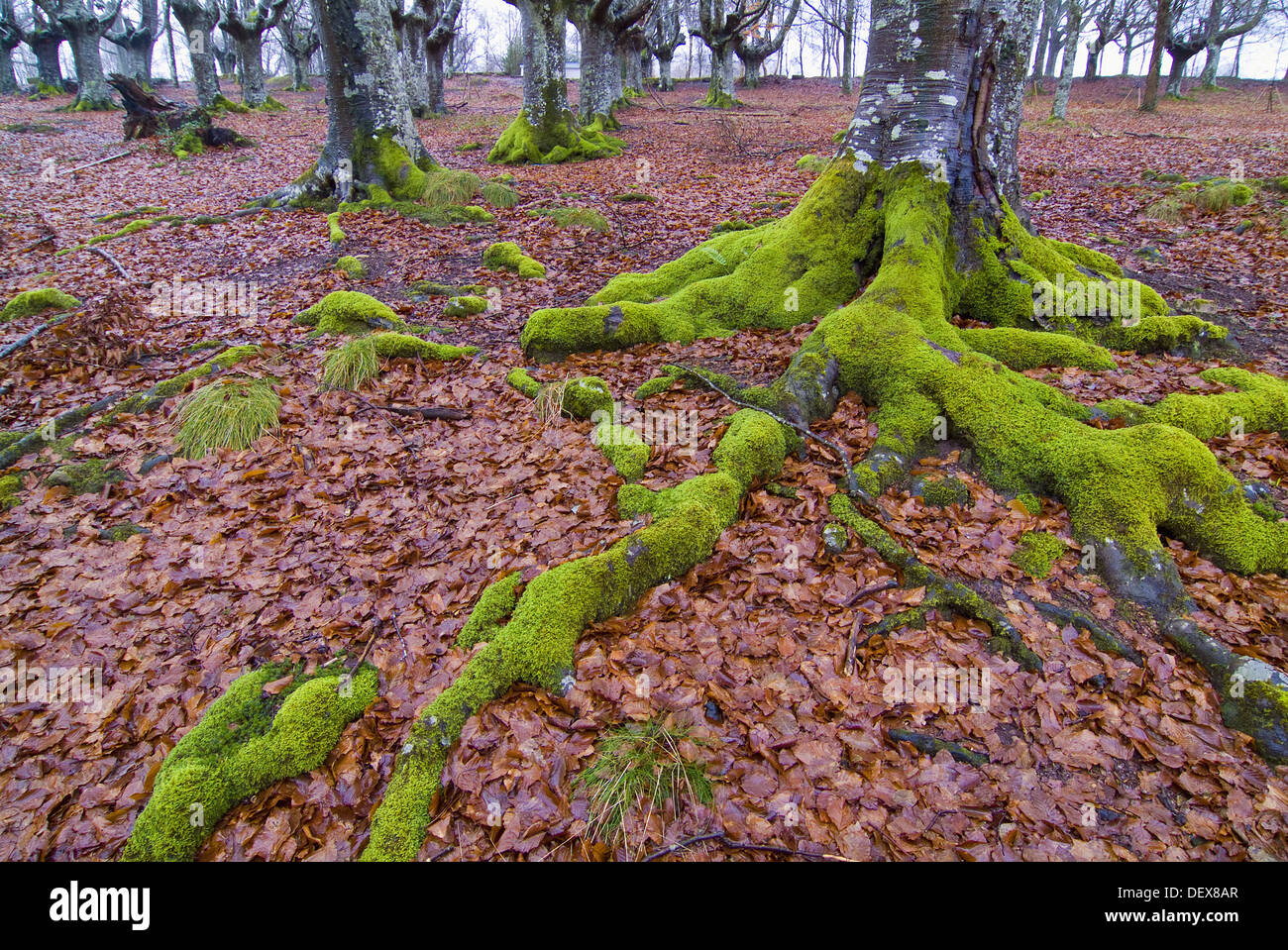 Roots of beech (Fagus sylvatica), Urkiola Natural Park, Biscay, Basque ...