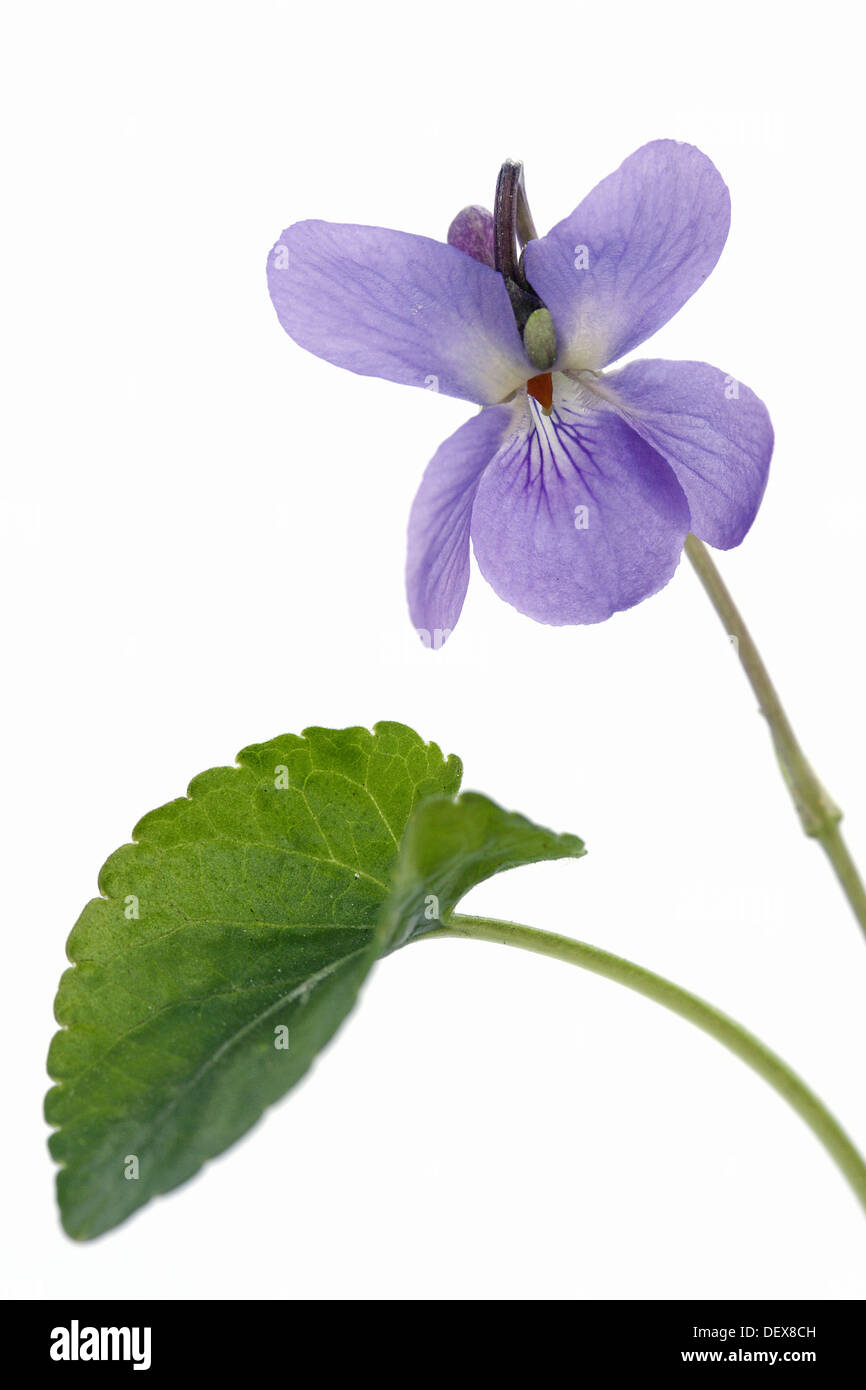 Viola image Cut Out Stock Images & Pictures - Alamy