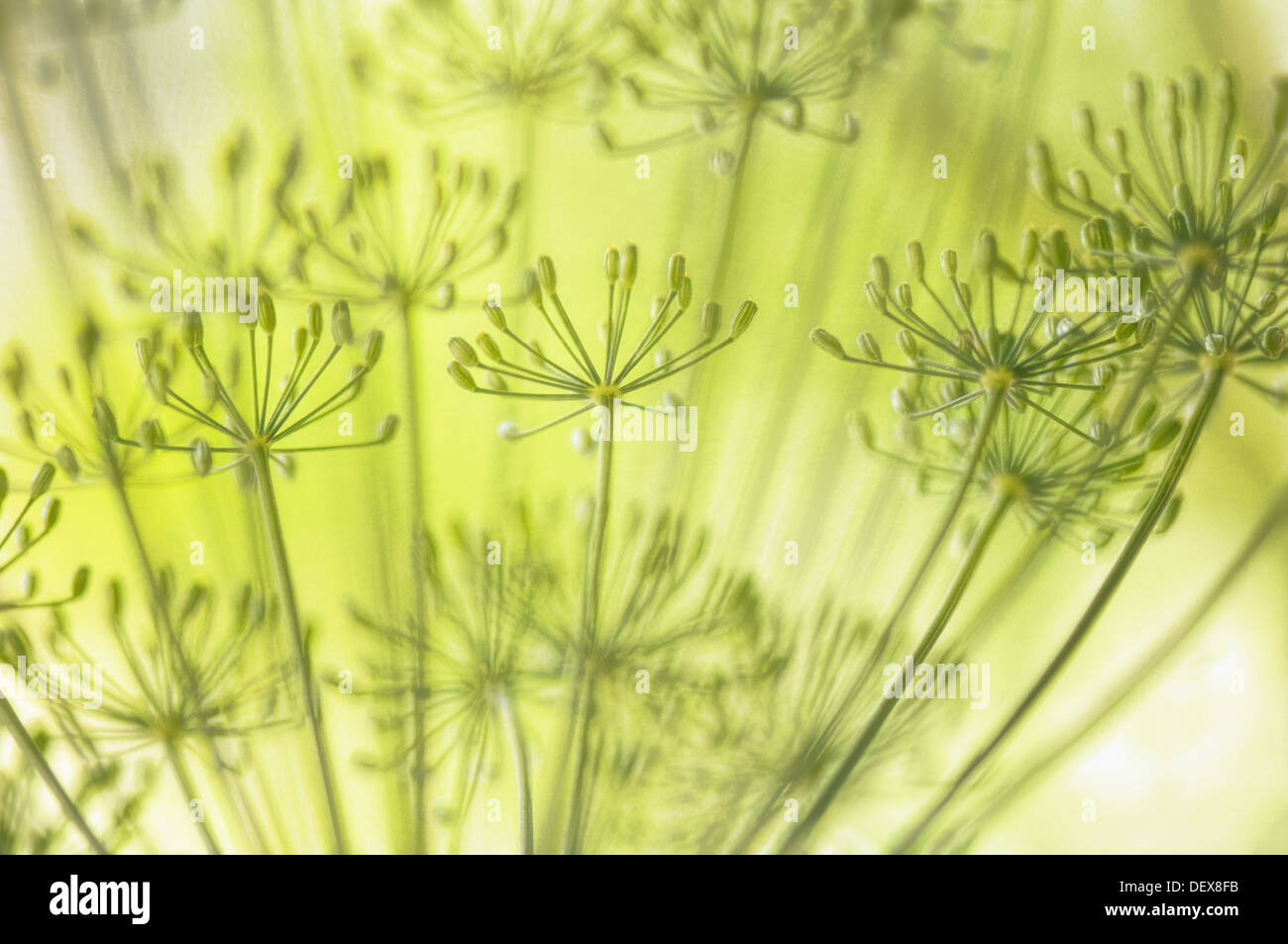 Garden Dill Herb in Bloom Stock Photo - Alamy