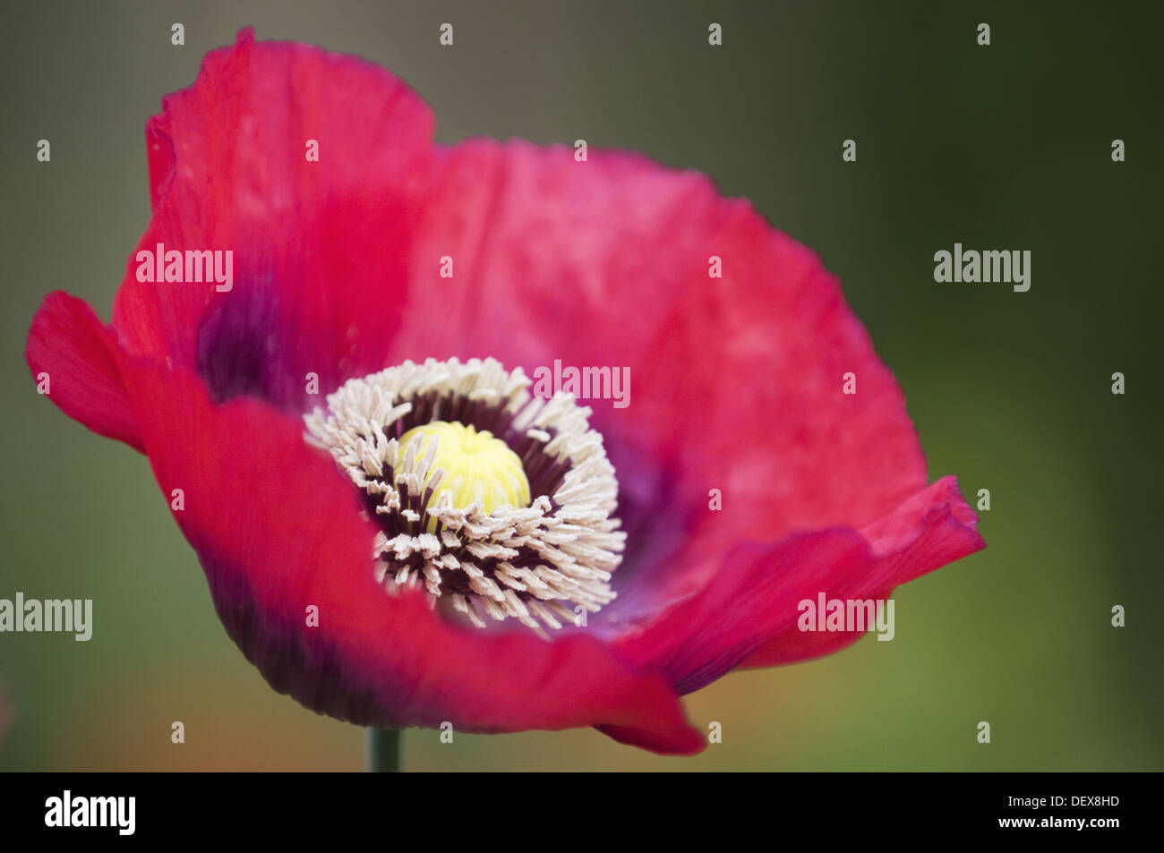 Fully open poppy hi-res stock photography and images - Alamy