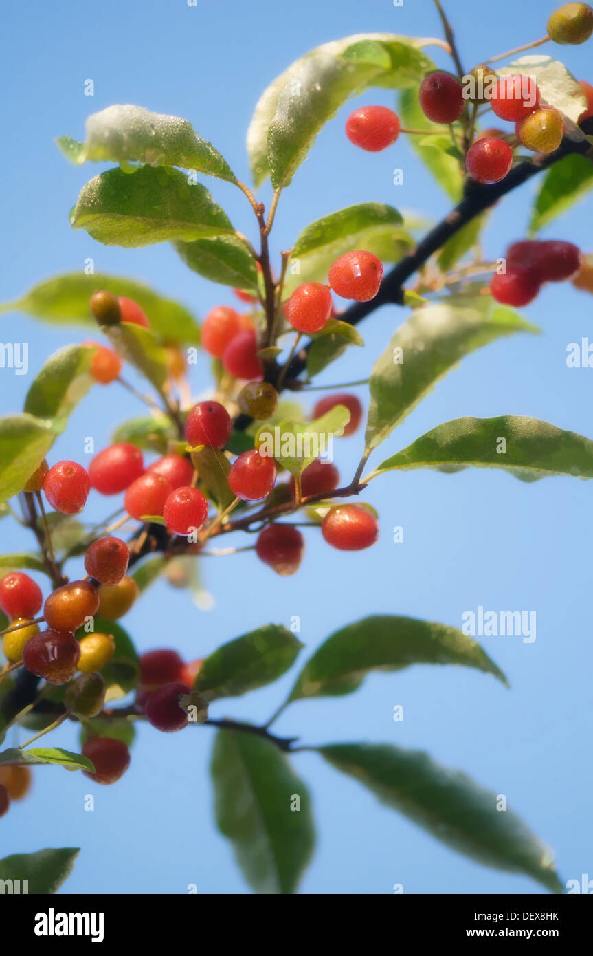 Elaeagnus Multiflora High Resolution Stock Photography and Images - Alamy