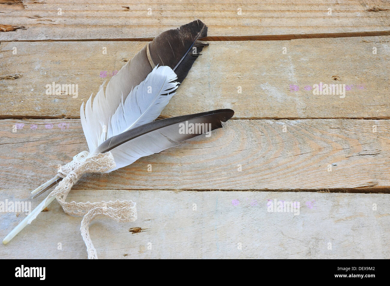Cool feathers hi-res stock photography and images - Alamy