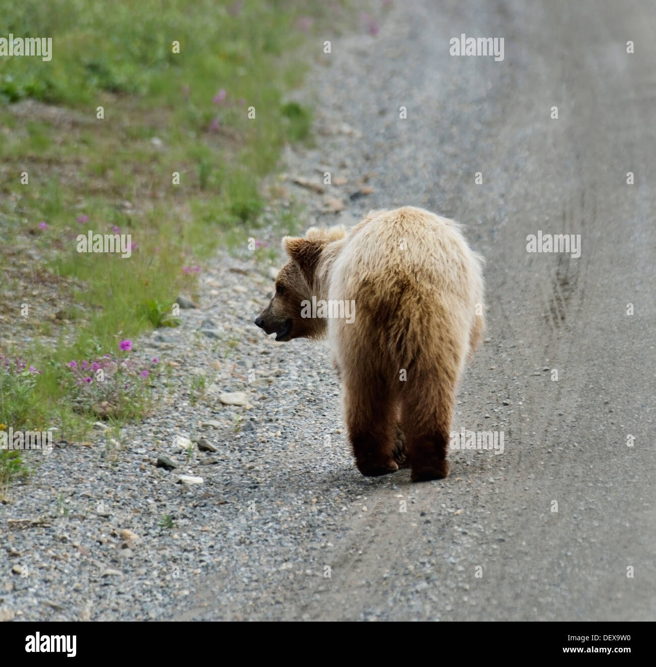 Brown Bear Walking On A Side Of A Road Stock Photo - Alamy