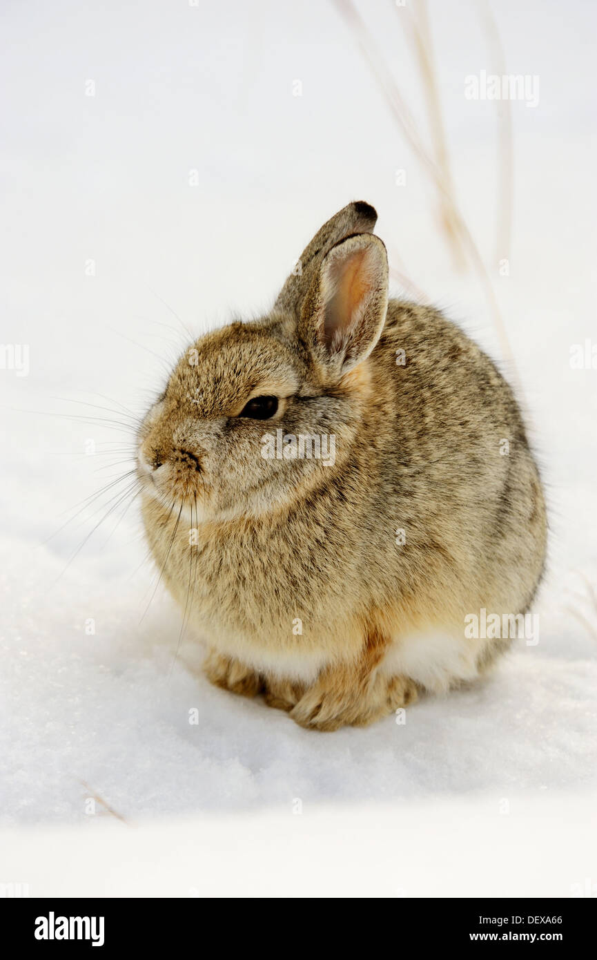 Nuttalls cottontail hi-res stock photography and images - Alamy