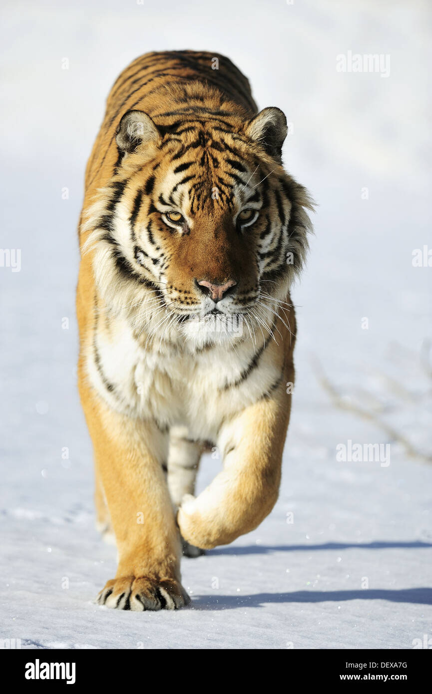 Captive symbolism hi-res stock photography and images - Alamy