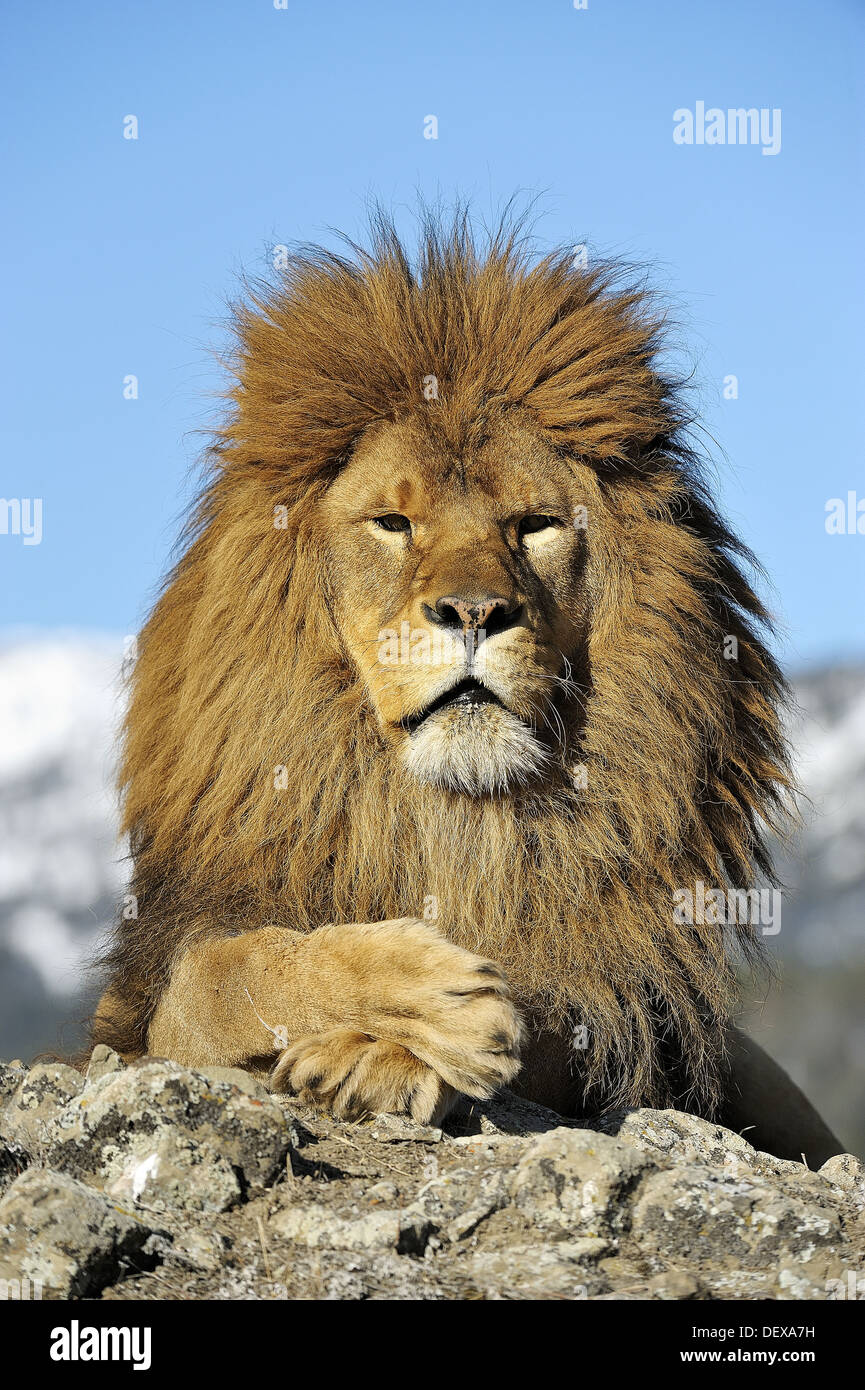 Barbary lion africa hi-res stock photography and images - Alamy