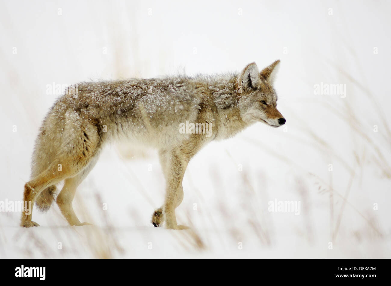 Predatory Carnivore Canis Latrans High Resolution Stock Photography and ...