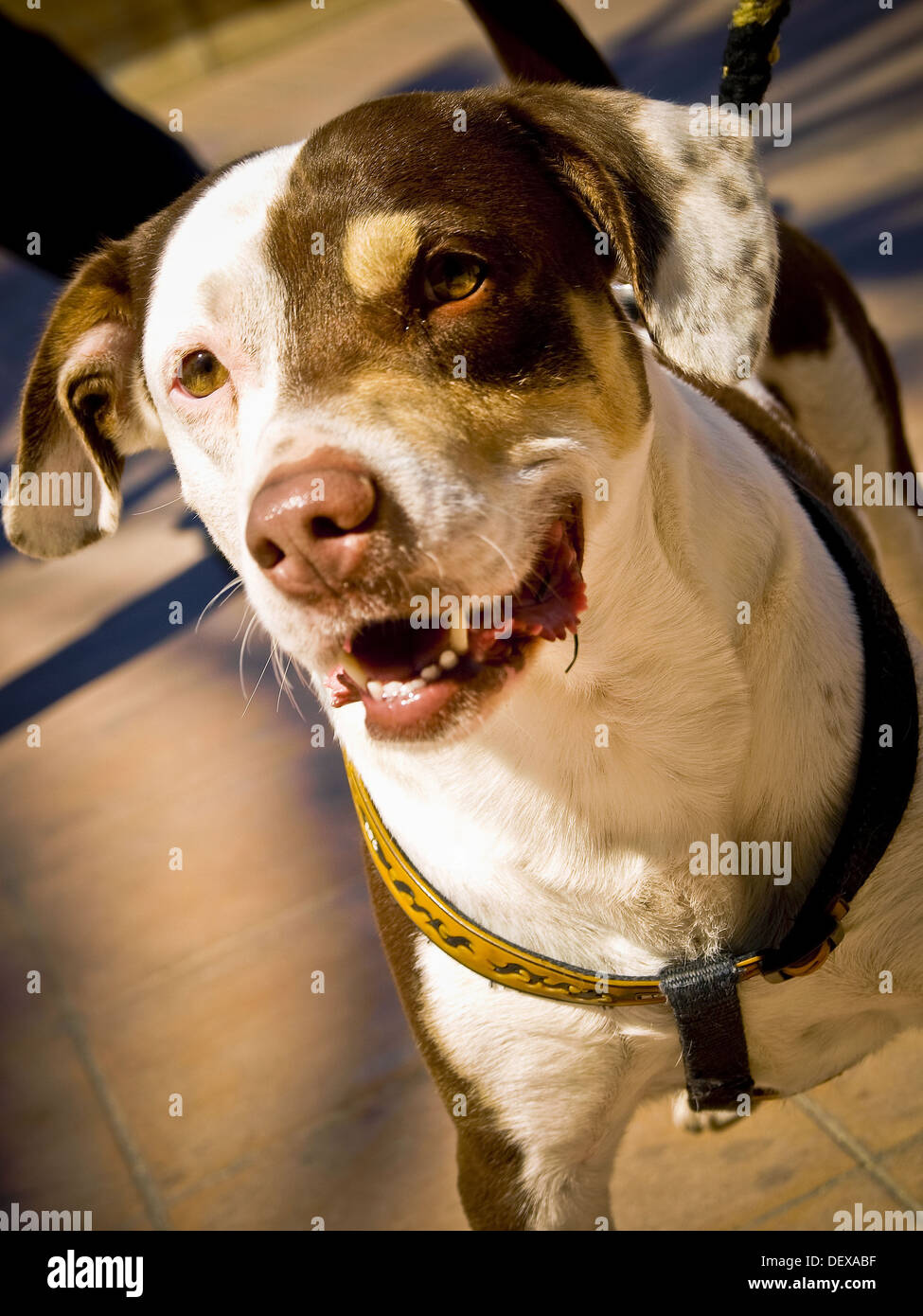 Otitis dog hi-res stock photography and images - Alamy