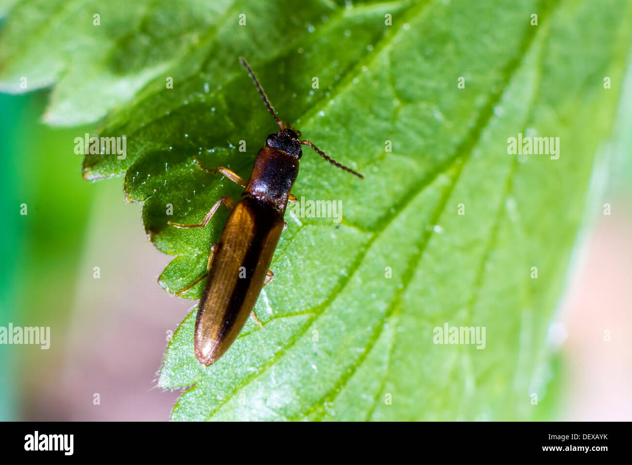 Portrait of a common forest bug Stock Photo - Alamy