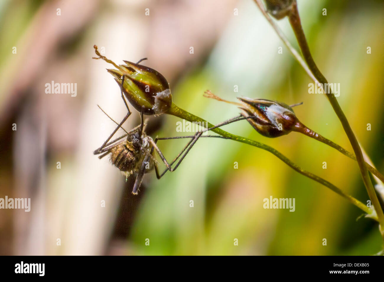 Mosqito hi-res stock photography and images - Alamy