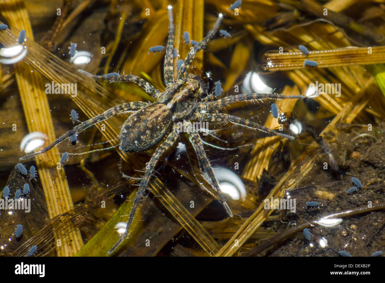 Microscopic study hi-res stock photography and images - Alamy