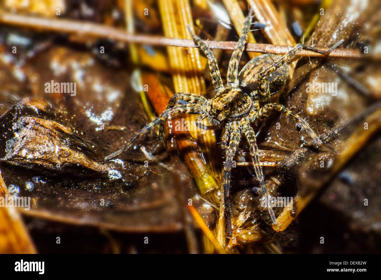 The spring underwater microscopic life Stock Photo - Alamy