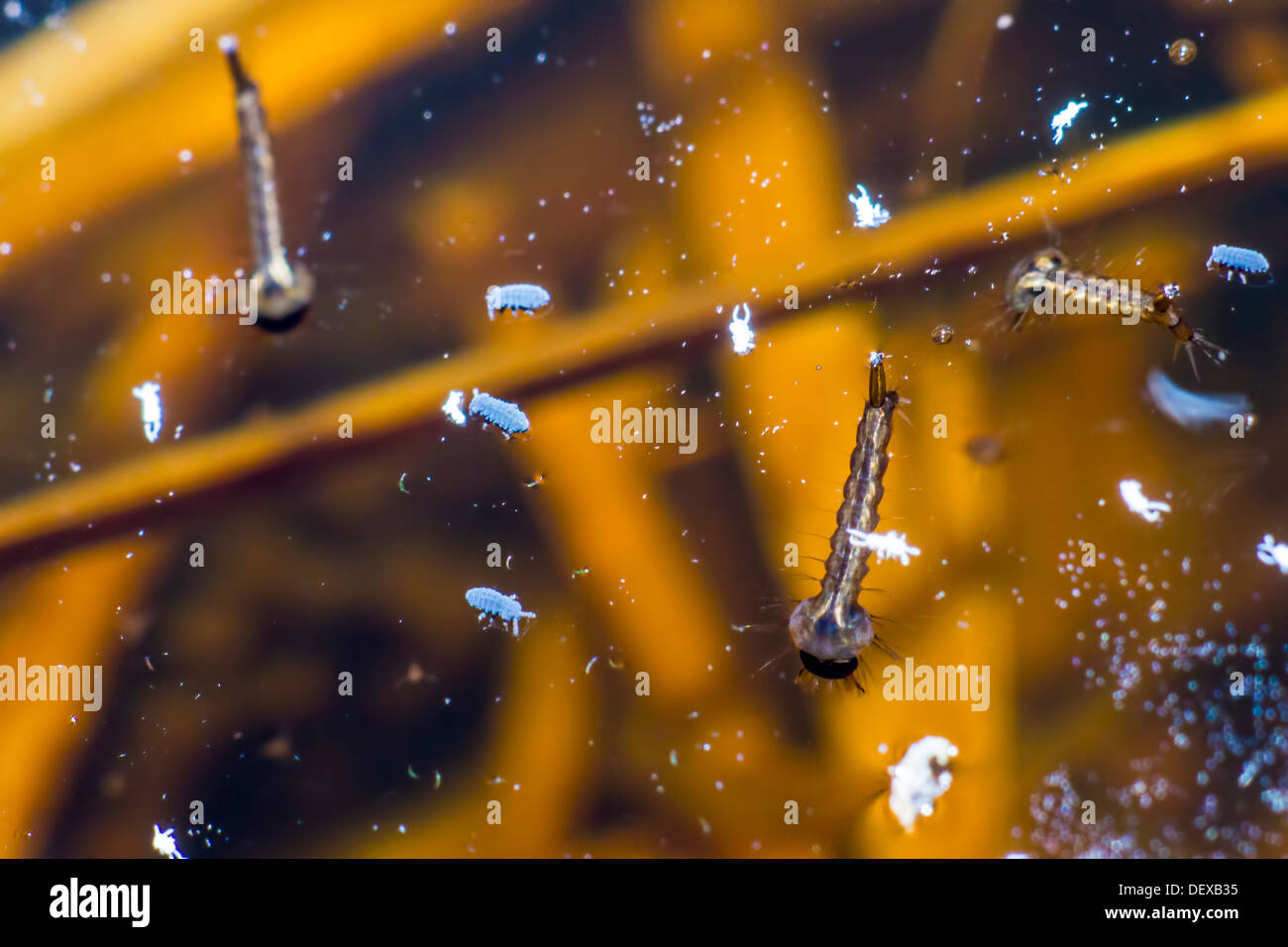 Underwater survey hi-res stock photography and images - Alamy