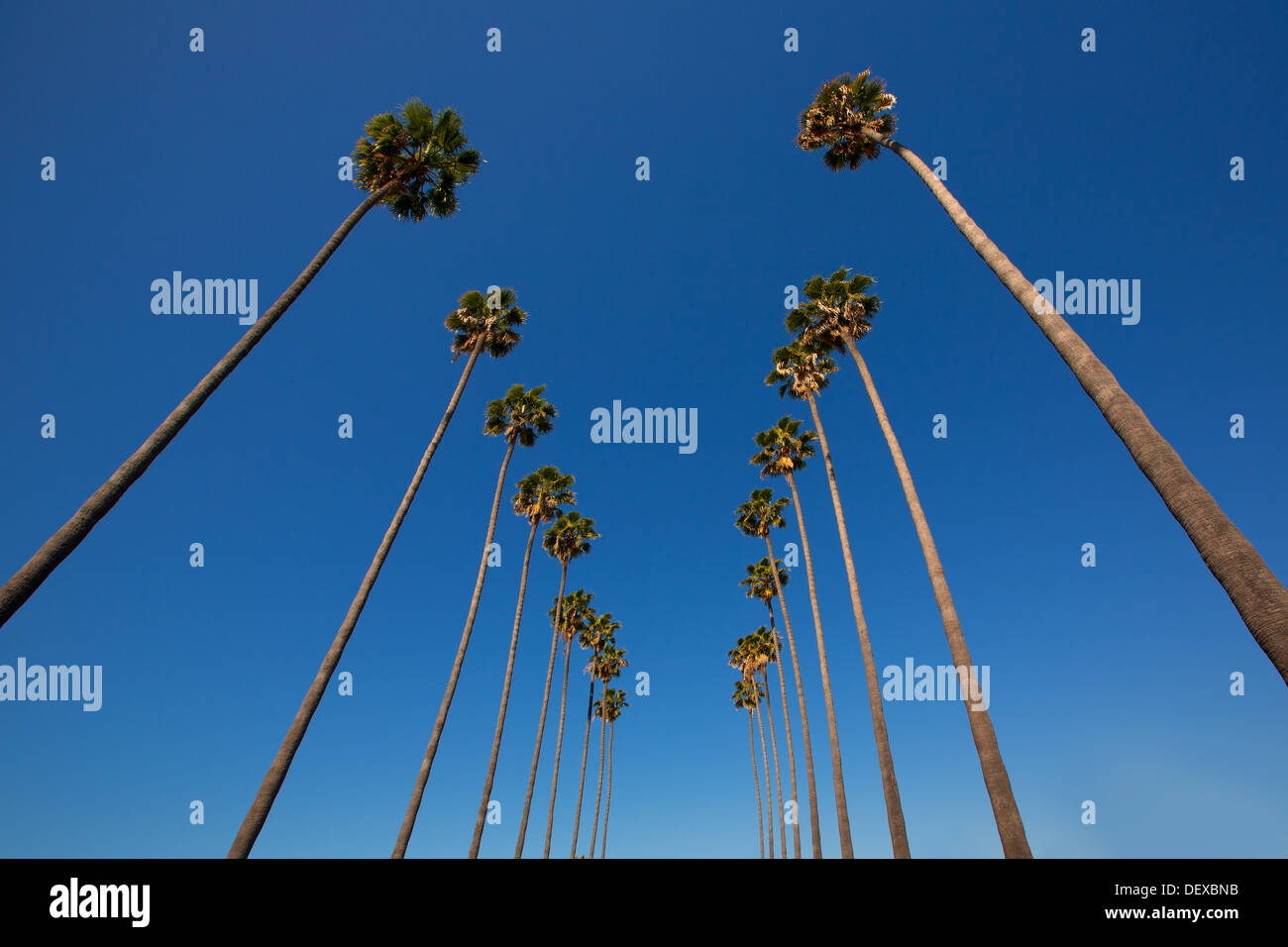 LA Los Angeles palm trees in a row typical California Washingtonia ...