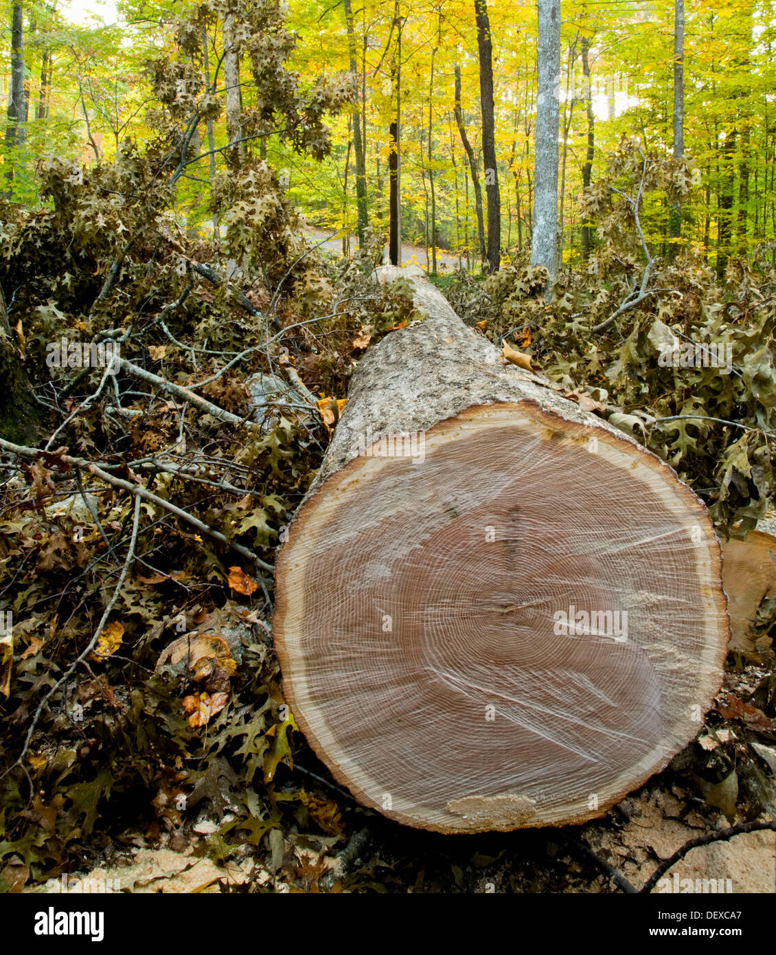 Oak Tree on the Ground, East Tennessee Stock Photo - Alamy