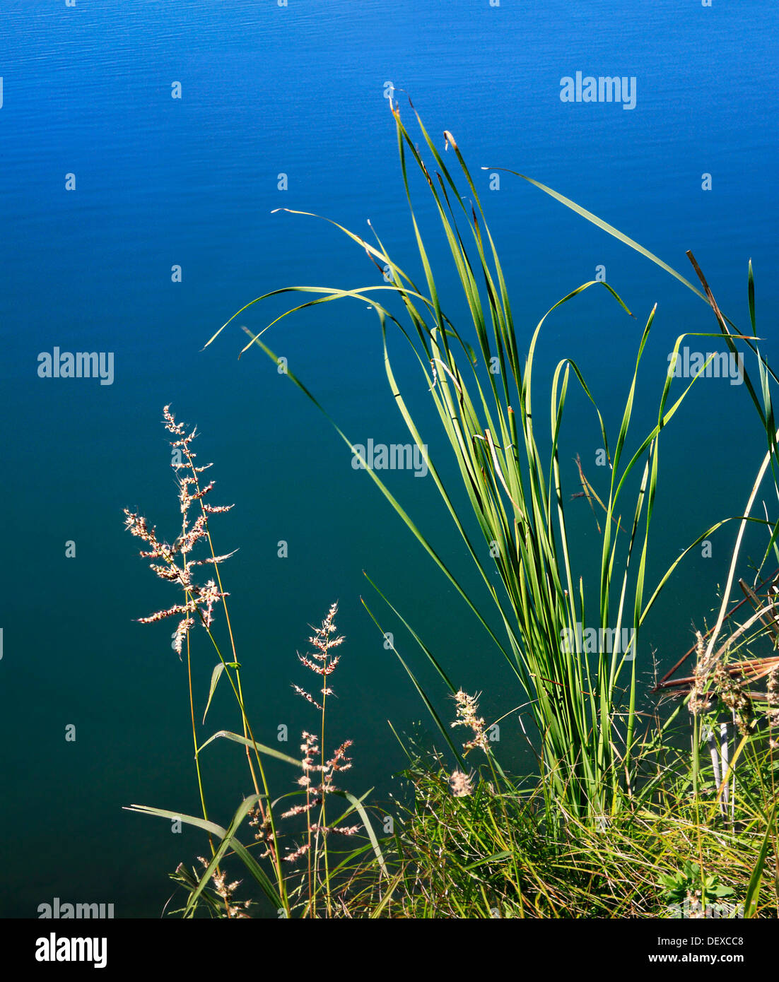 Pond reeds hi-res stock photography and images - Alamy