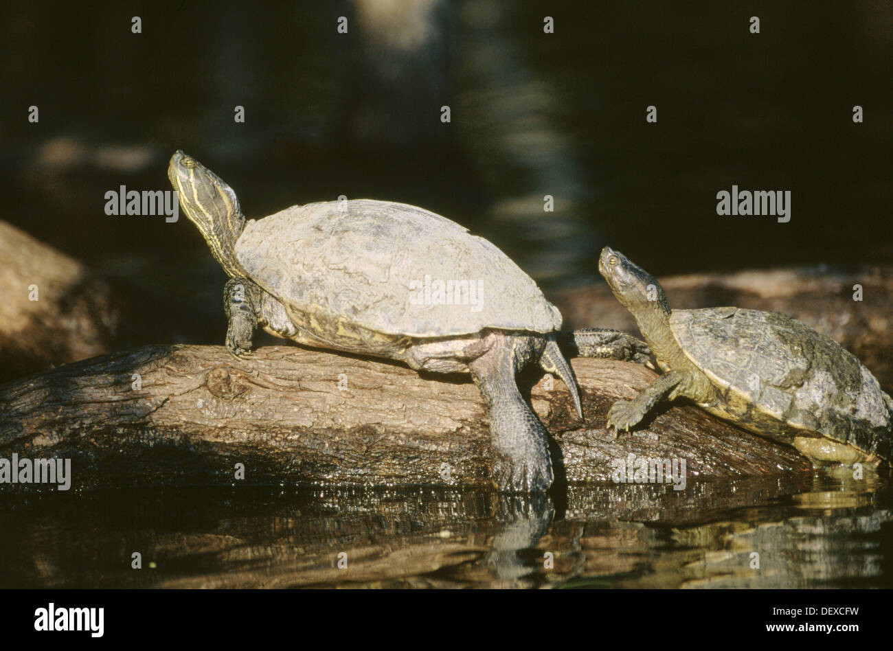 Trachemys sp hi-res stock photography and images - Alamy