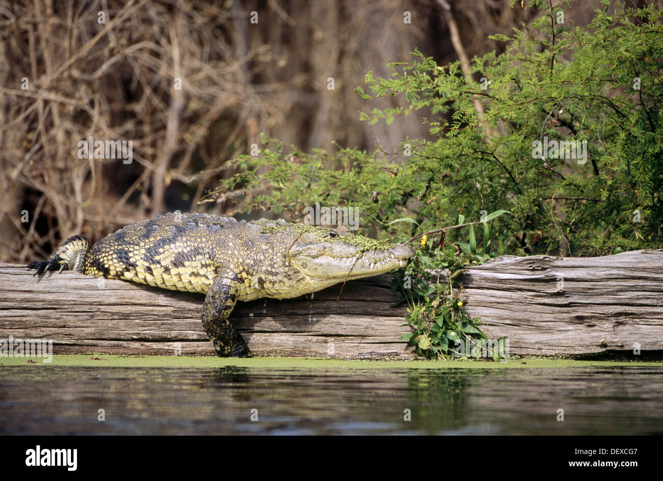 Morelet´s crocodile (Crocodylus moreletii). Corona river. Tamaulipas ...