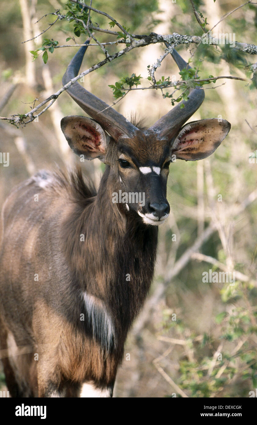 Tembe Elephant National Park High Resolution Stock Photography and ...