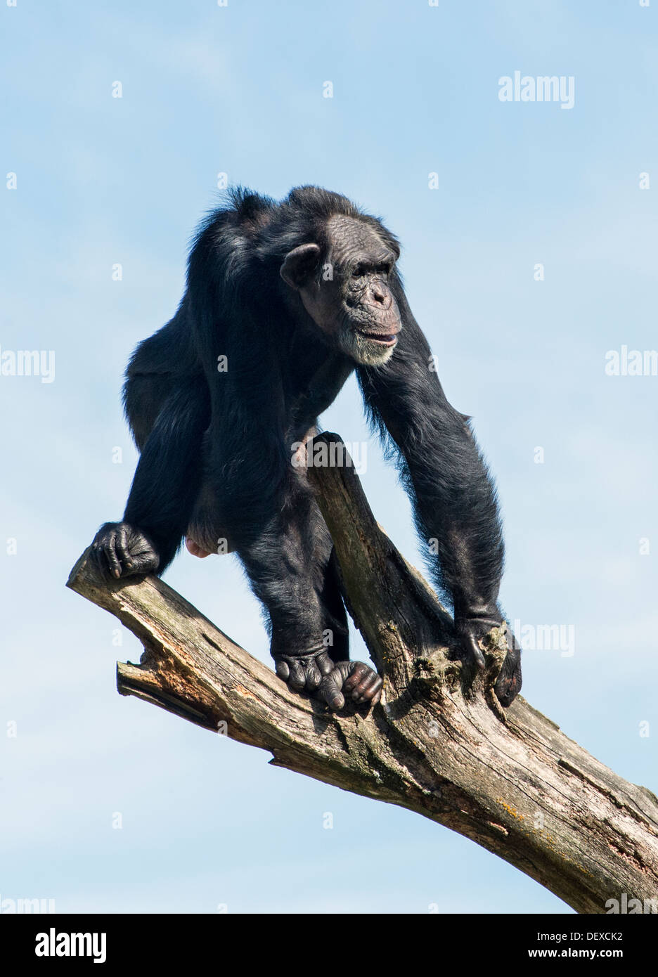 Chimpanzee tree hi-res stock photography and images - Alamy