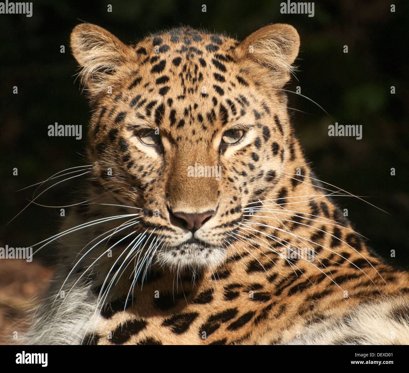 Female Amur leopard (portrait Stock Photo - Alamy