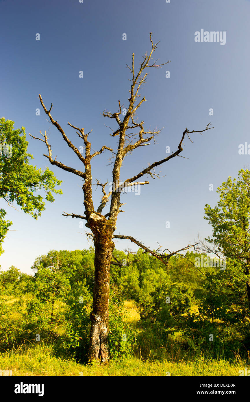 Tree in nature landscape hi-res stock photography and images - Alamy