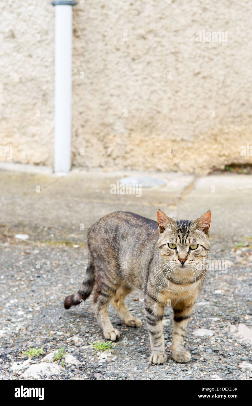 Gray tabby alley cat hi-res stock photography and images - Alamy