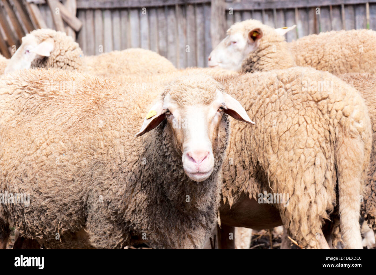 Angry mob farm hi-res stock photography and images - Alamy
