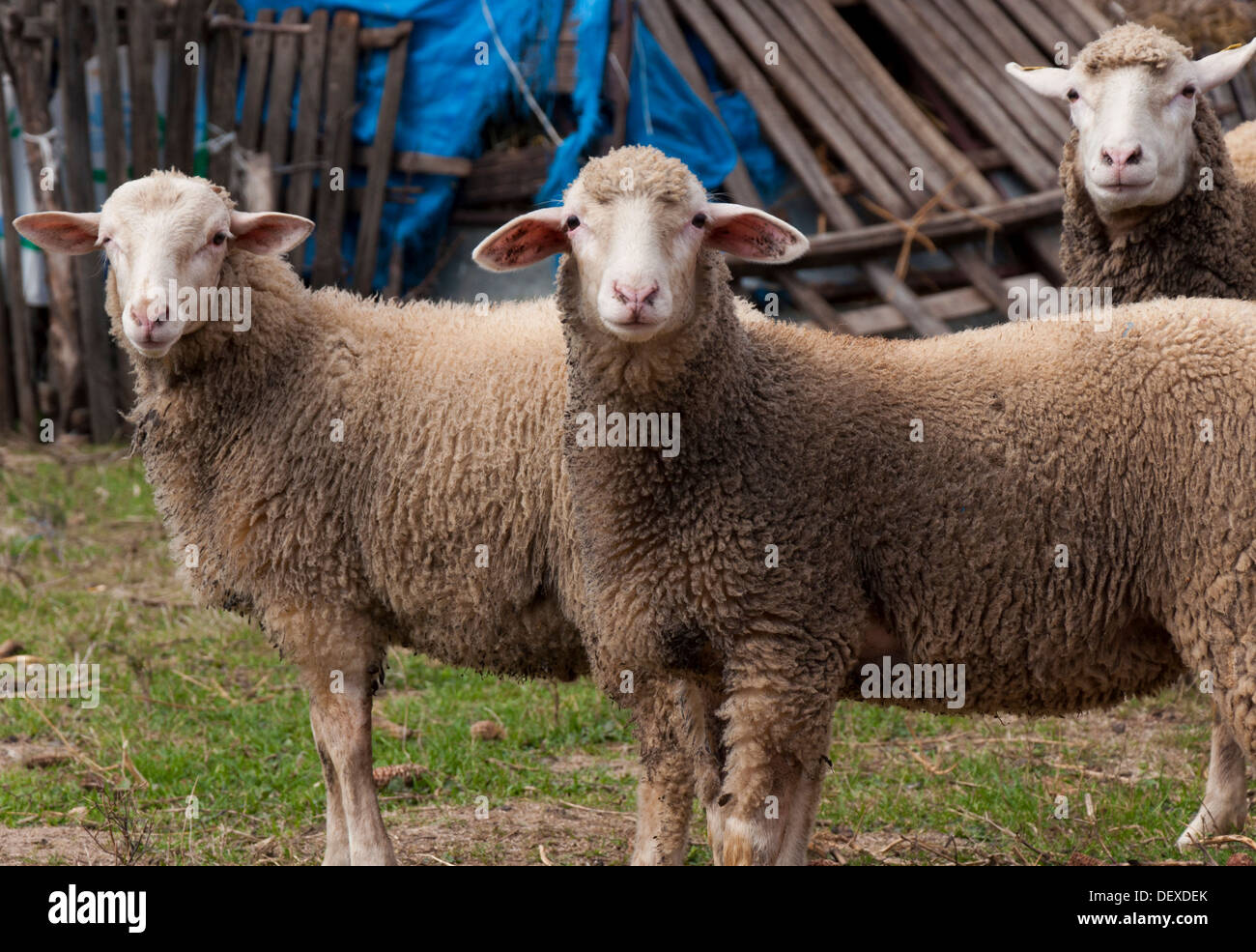 Australian merino sheep front on hi-res stock photography and images ...