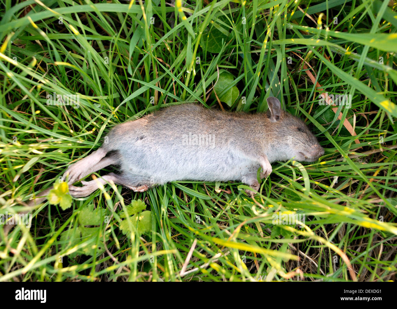 Deceased rat hi-res stock photography and images - Alamy