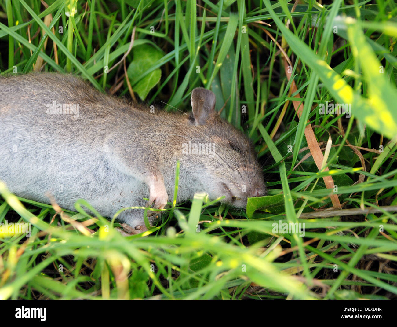 Closeup of a dead rat lying in long green grass Stock Photo - Alamy