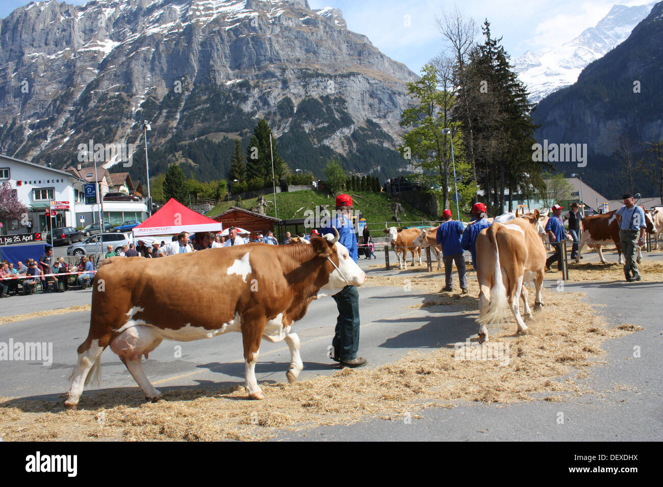 Cows show in Grindelwald, Switzerland Stock Photo - Alamy