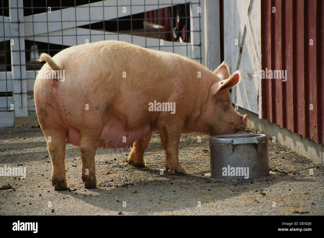 Feeding pig bucket hi-res stock photography and images - Alamy