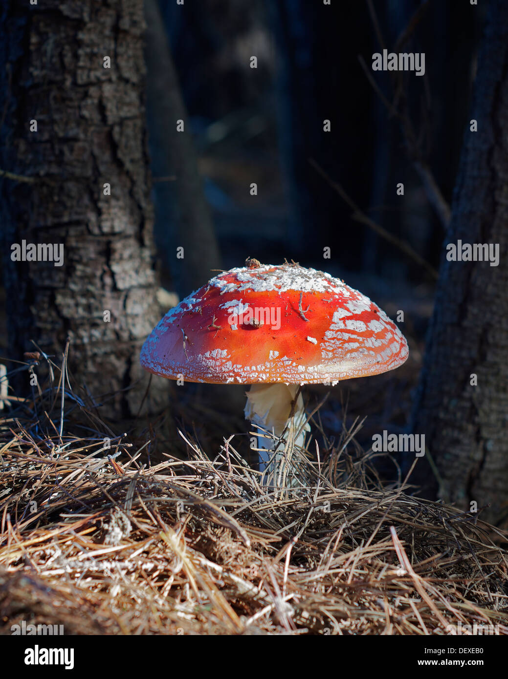 Red toadstool white spots in hi-res stock photography and images - Alamy