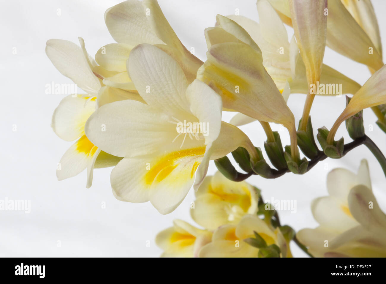 creamy white stem of Freesia Stock Photo - Alamy