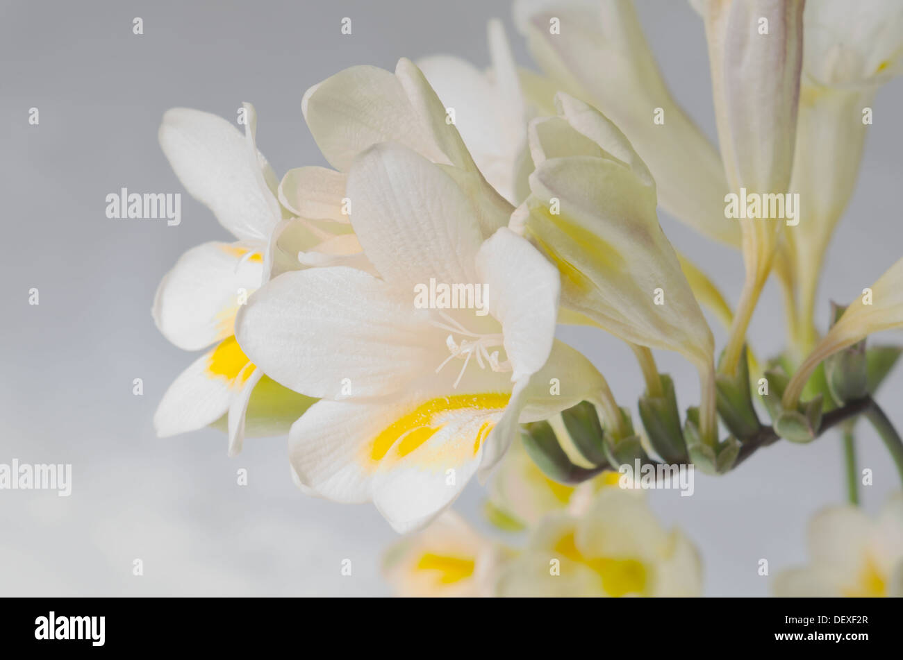 creamy white stem of Freesia Stock Photo - Alamy