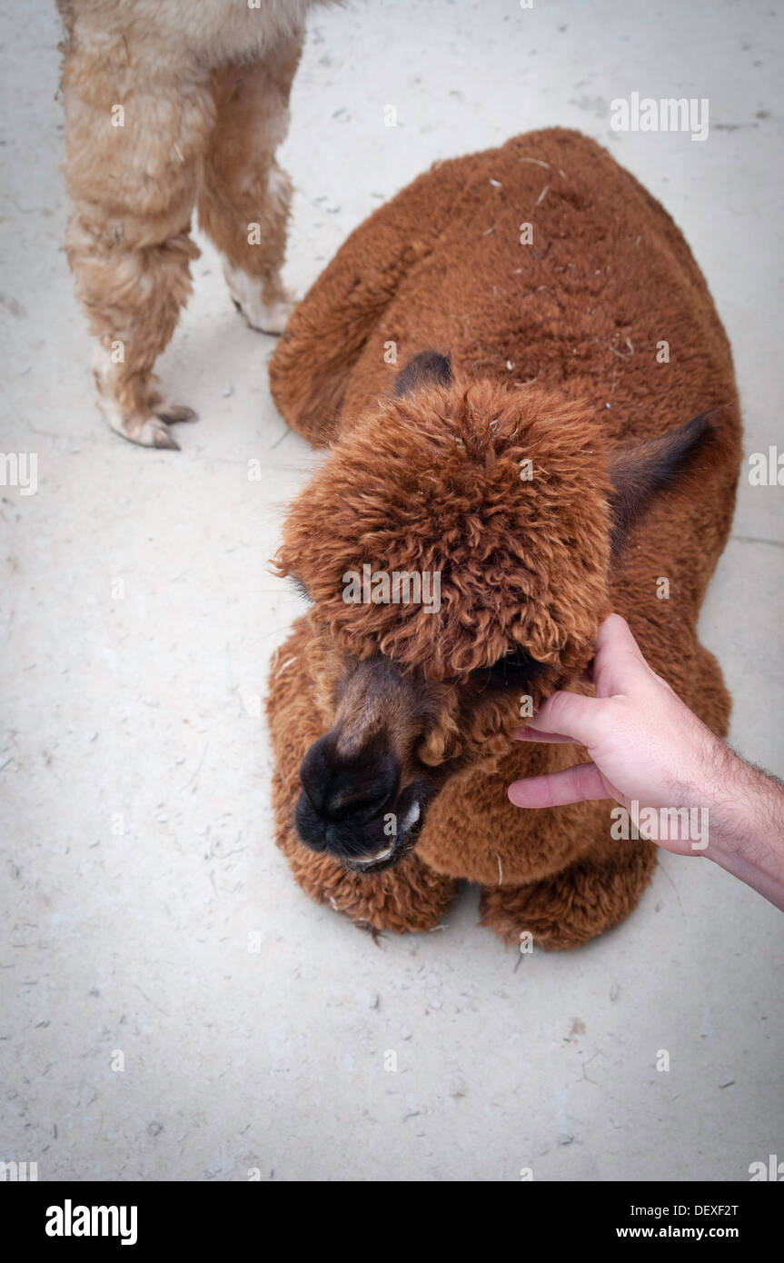 Pa. state farm show Stock Photo - Alamy