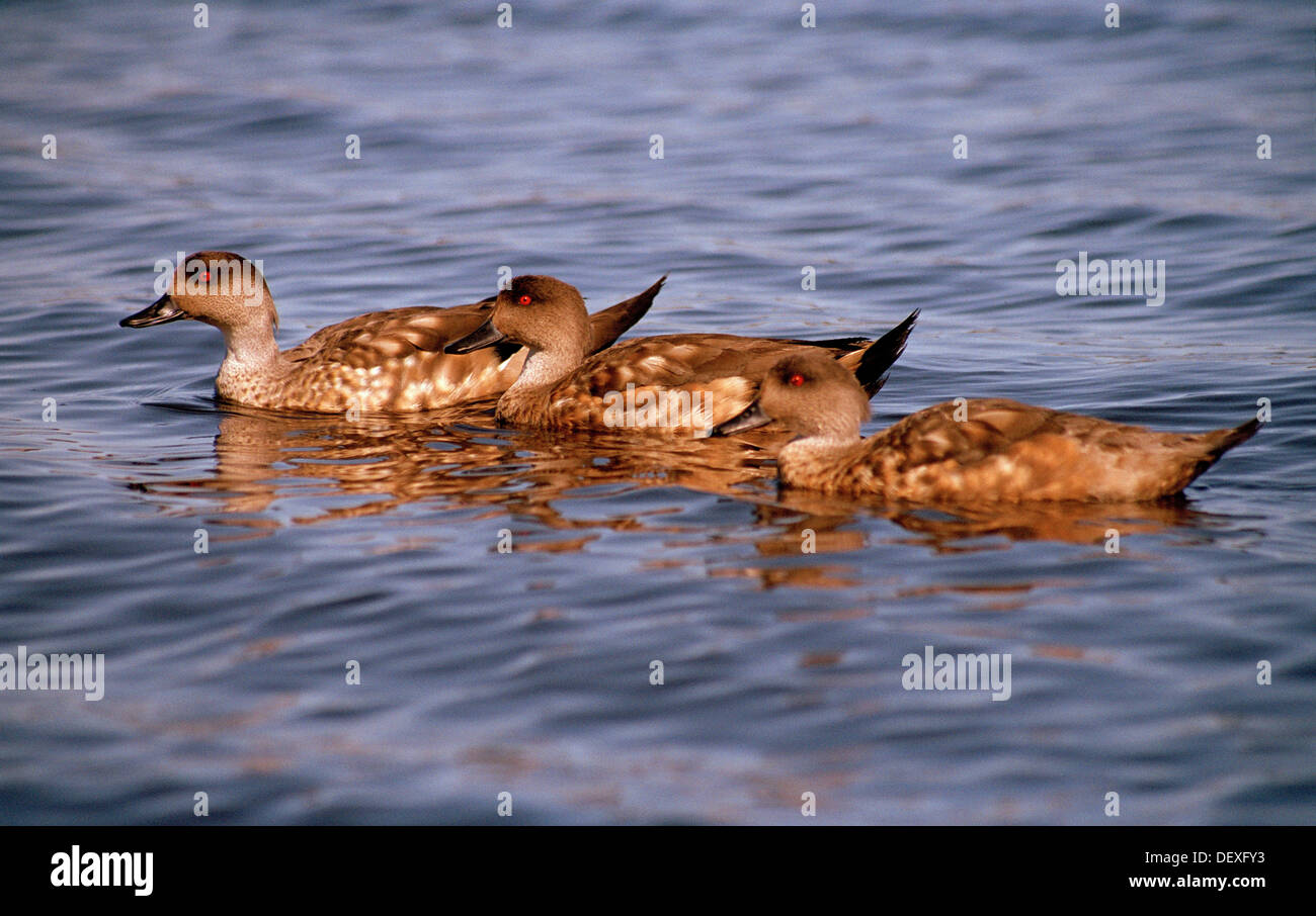 Three swimming Patagonian Crested Ducks (Lophonetta specularioides ...