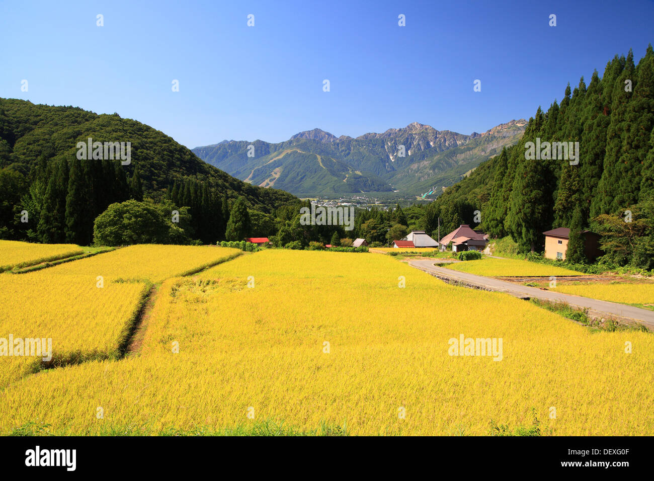 Japanese ricefield hi-res stock photography and images - Alamy