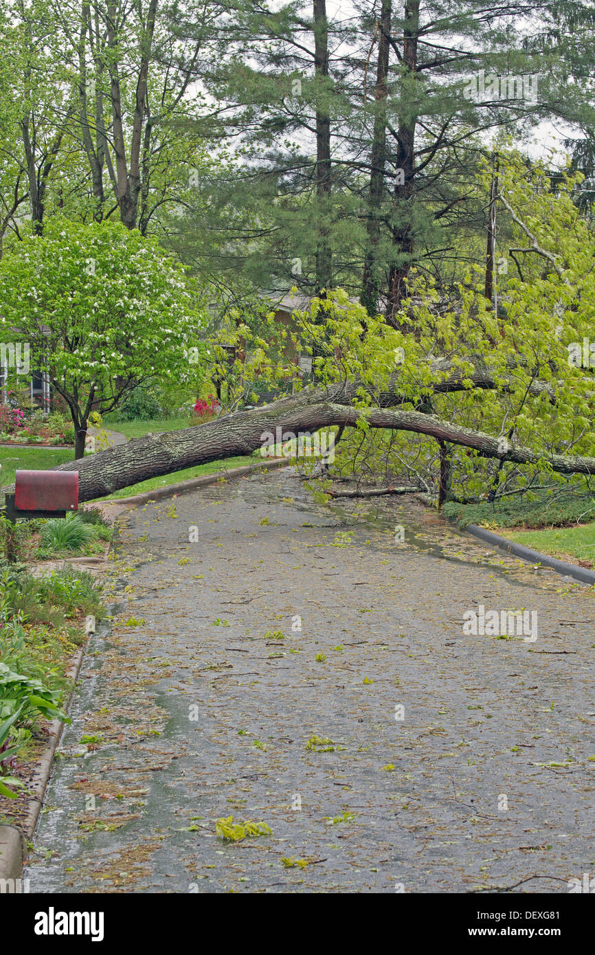 Storm damaged oak tree fallen hi-res stock photography and images - Alamy