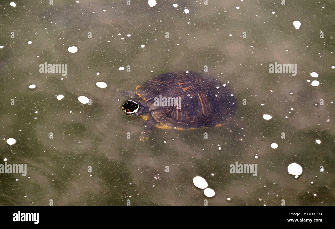 Tortoises swimming hi-res stock photography and images - Alamy