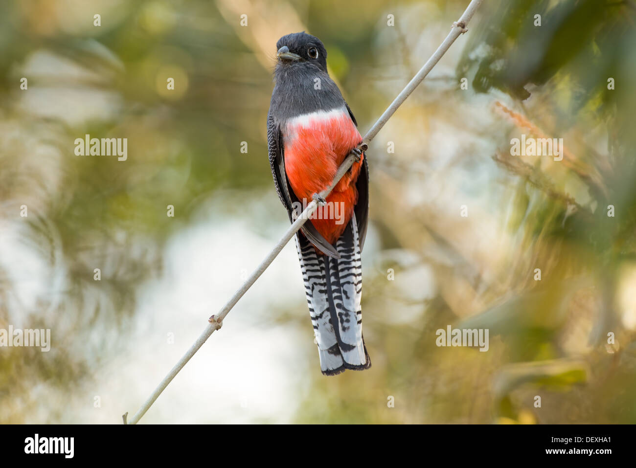 Blue crowned trogon perched on a limb Stock Photo - Alamy