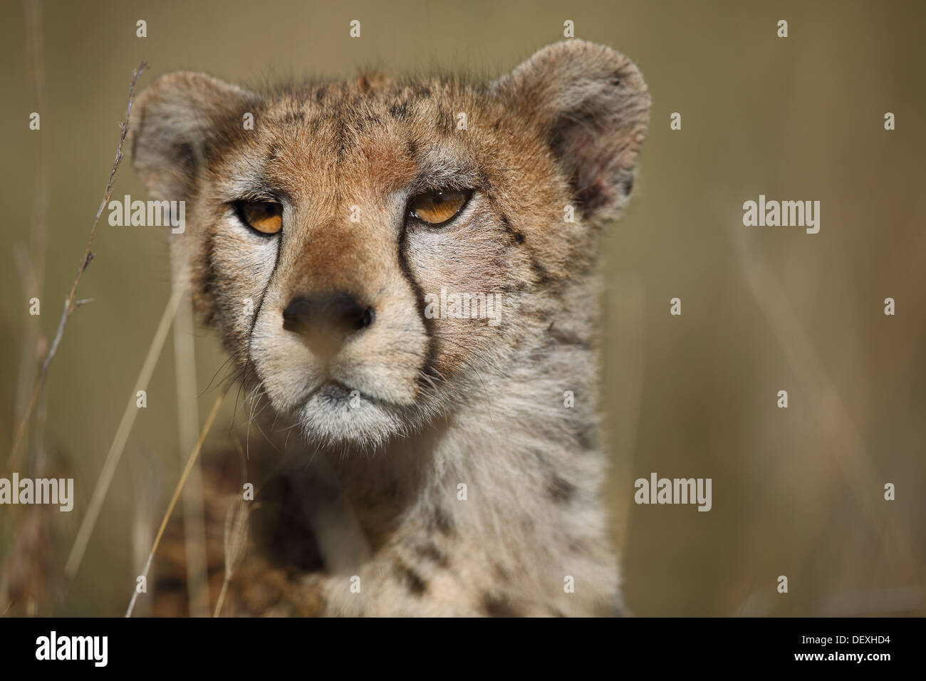 Cheetah in the mara hi-res stock photography and images - Alamy