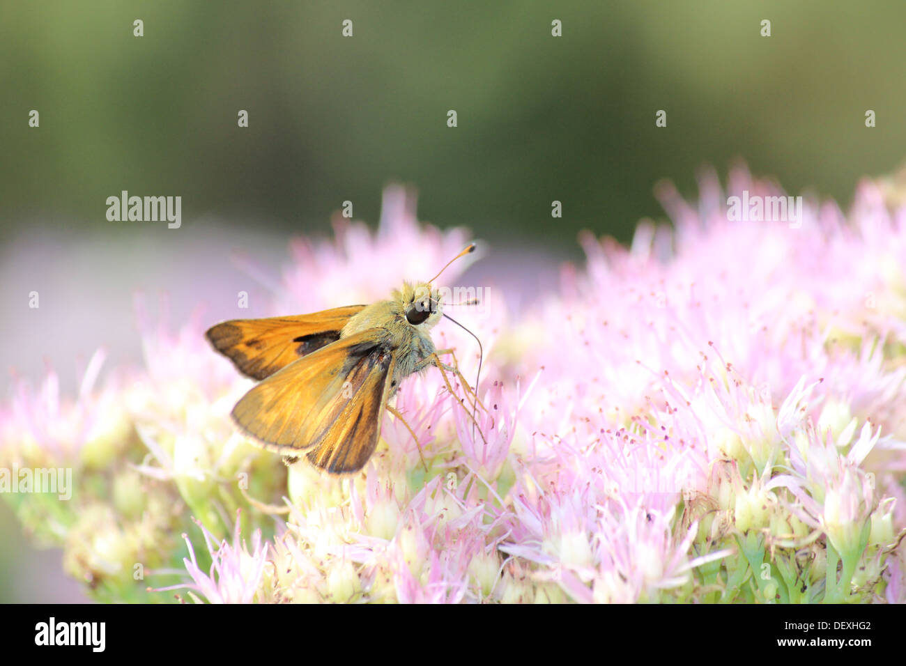 Daylight moth feeding on nectar Stock Photo - Alamy