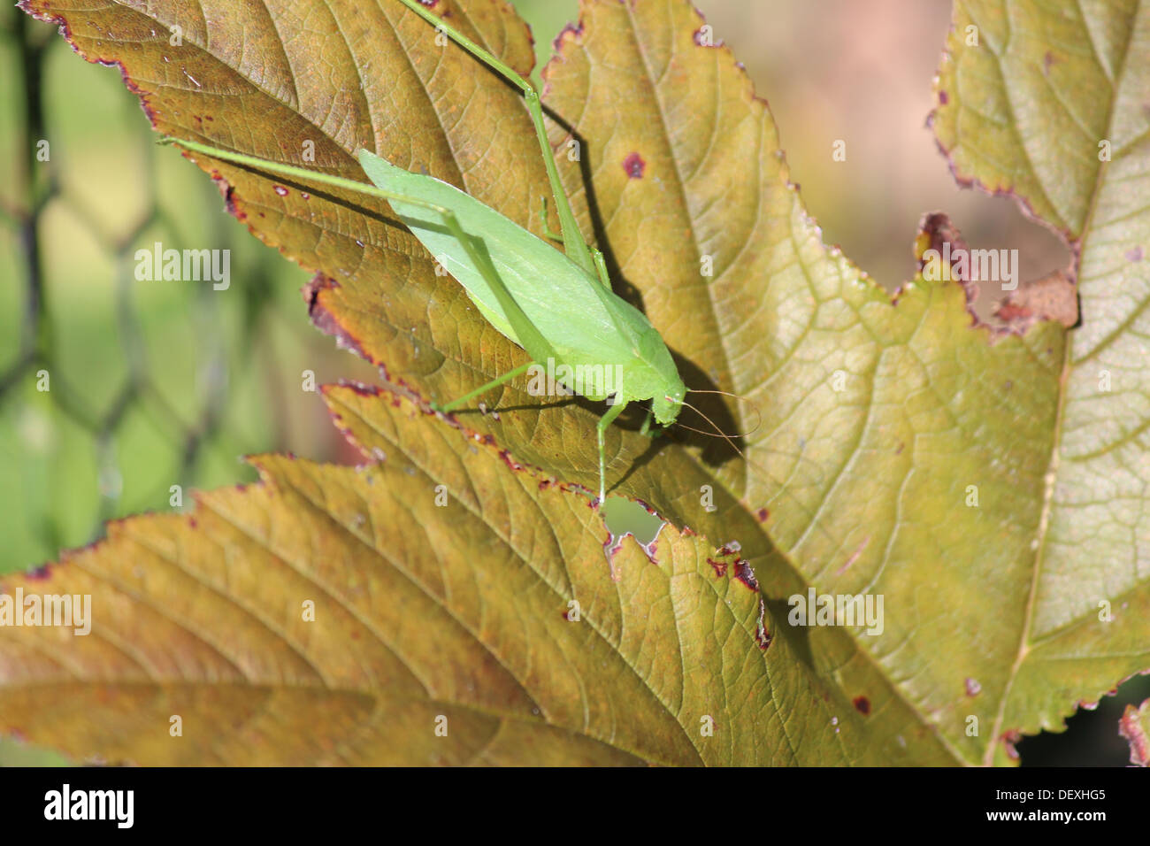 Bush cricket on a leaf Stock Photo - Alamy