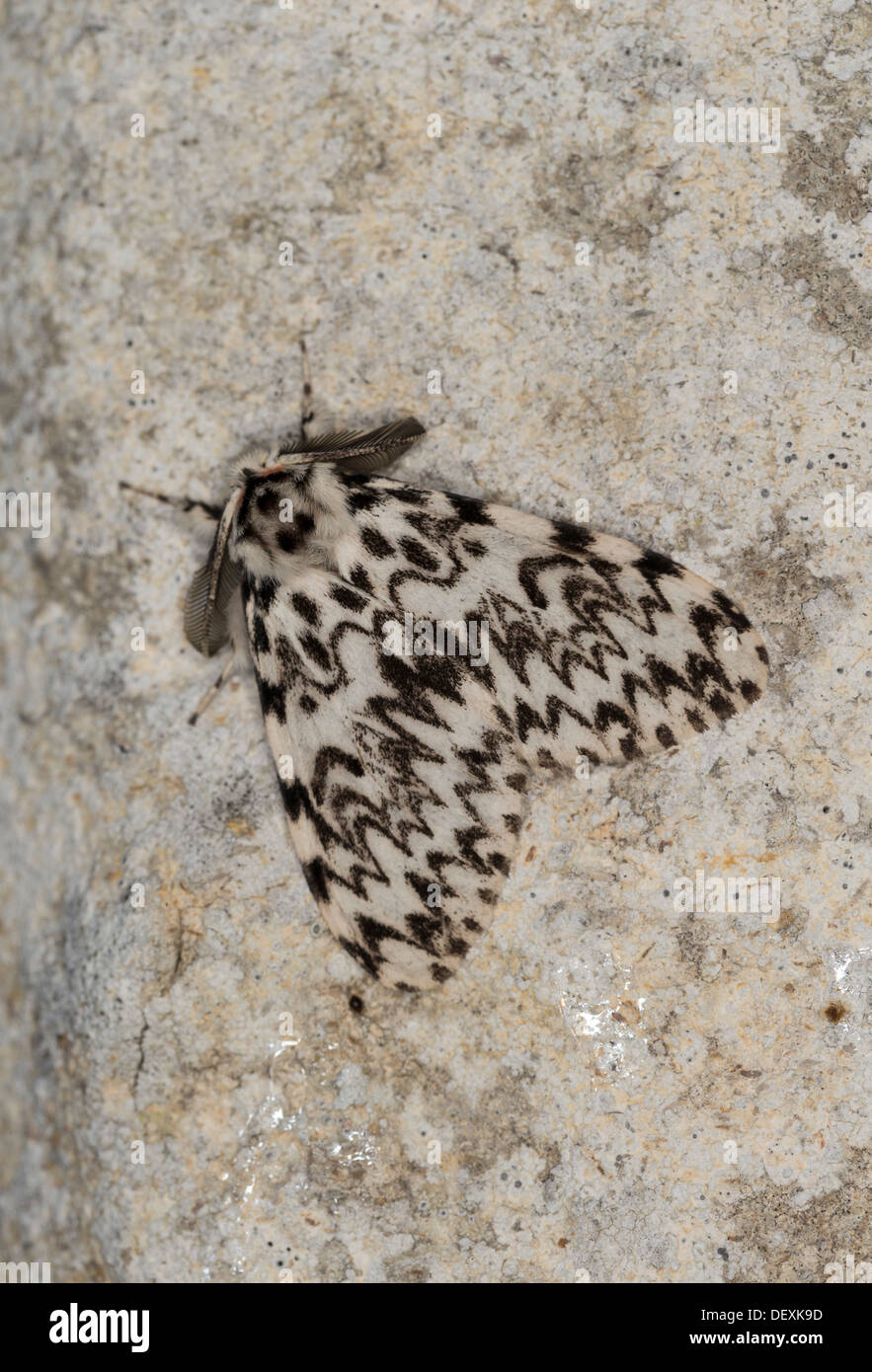 Black arches or nun moth, Lymantria monacha, resting on a stone wall ...