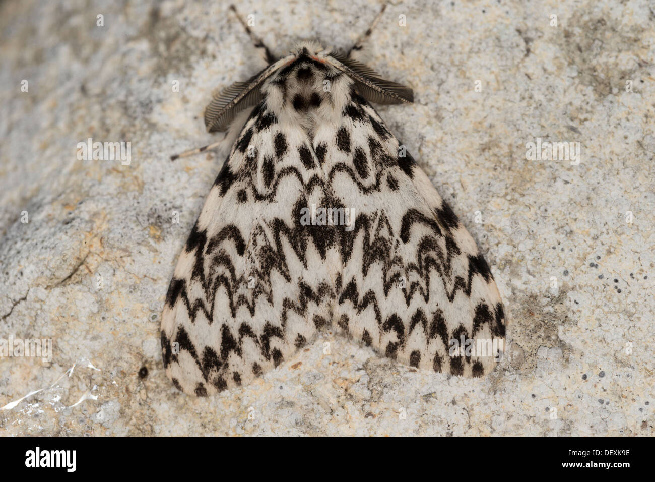 Black arches or nun moth, Lymantria monacha, resting on a stone wall ...
